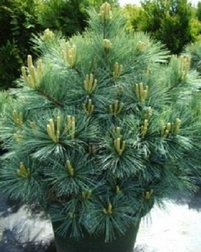 Pinus strobus 'Macopin' / Сосна Веймутова 'Macopin' - EVA LandScape